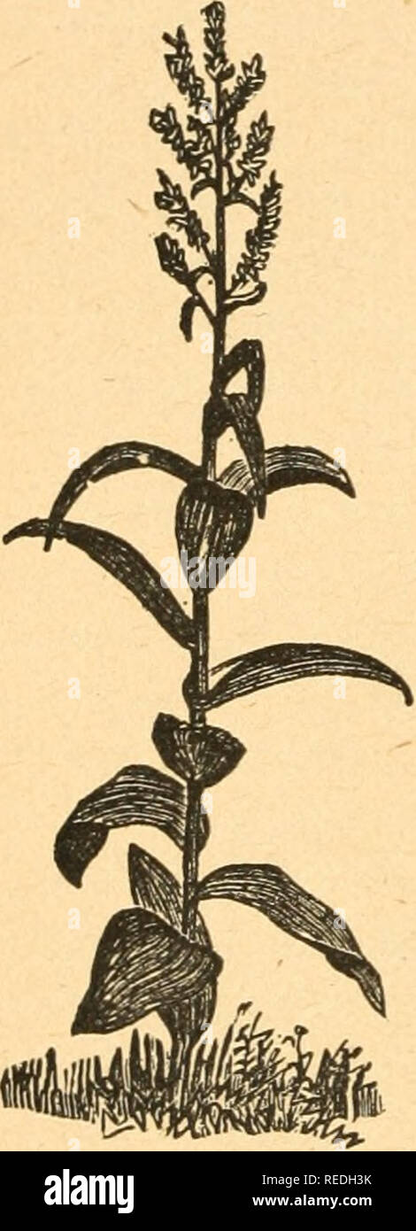 Itch weed hi-res stock photography and images - Alamy