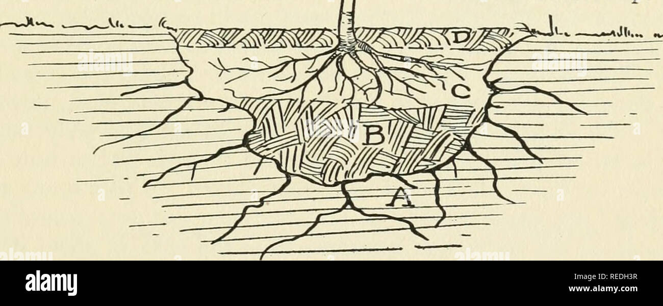 Tree caliper hi-res stock photography and images - Alamy