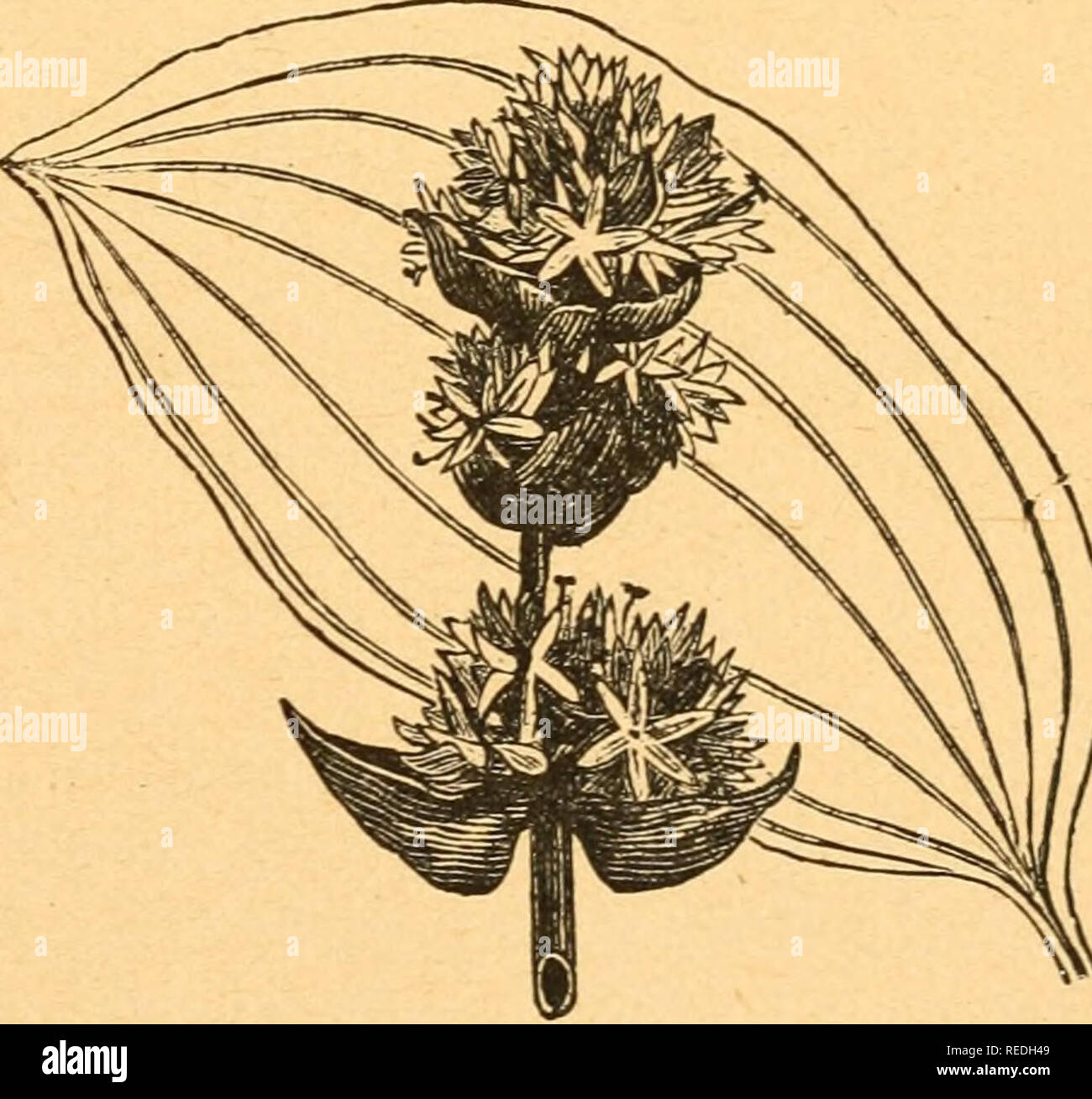 Gelseminum hi-res stock photography and images - Alamy