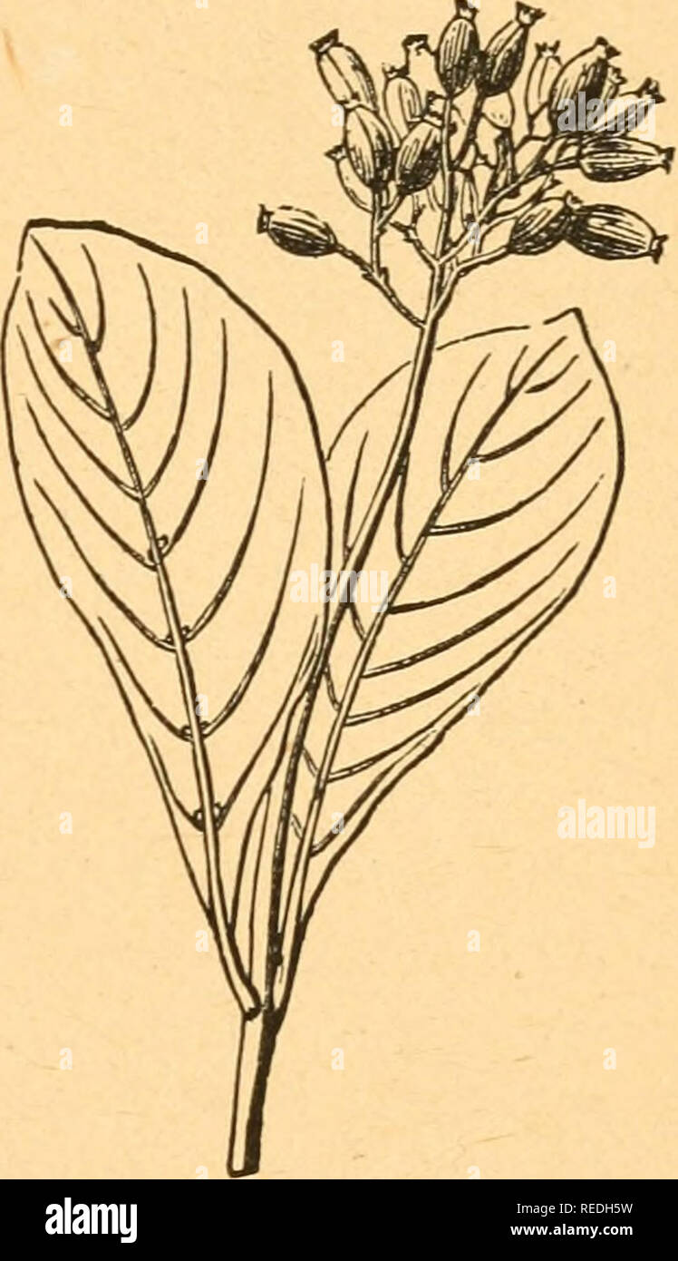 Jesuits powder hi-res stock photography and images - Alamy