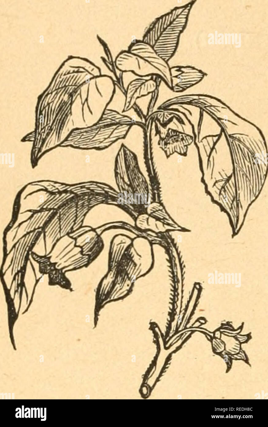 . The complete herbalist : or the people their own physicians by the ...