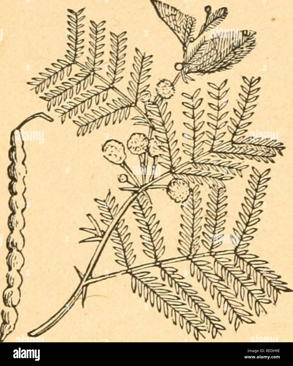 Acacia vera hi-res stock photography and images - Alamy