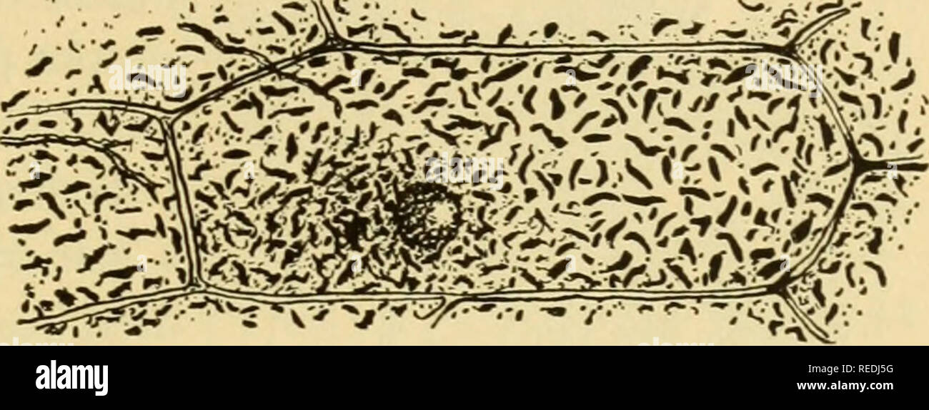 Nitrogen fixing nodules clover roots hi-res stock photography and ...
