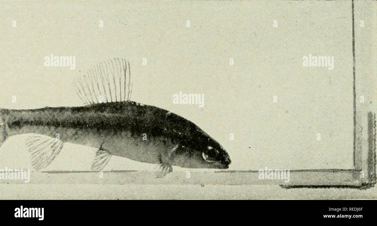 . The complete aquarium book; the care and breeding of goldfish and ...