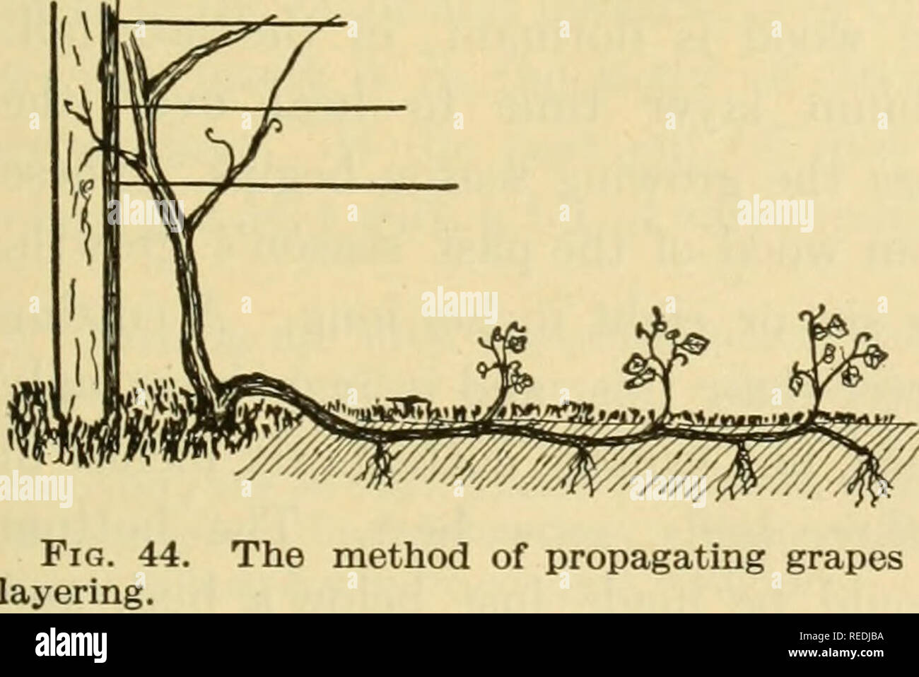 Bent over stems hi-res stock photography and images - Alamy