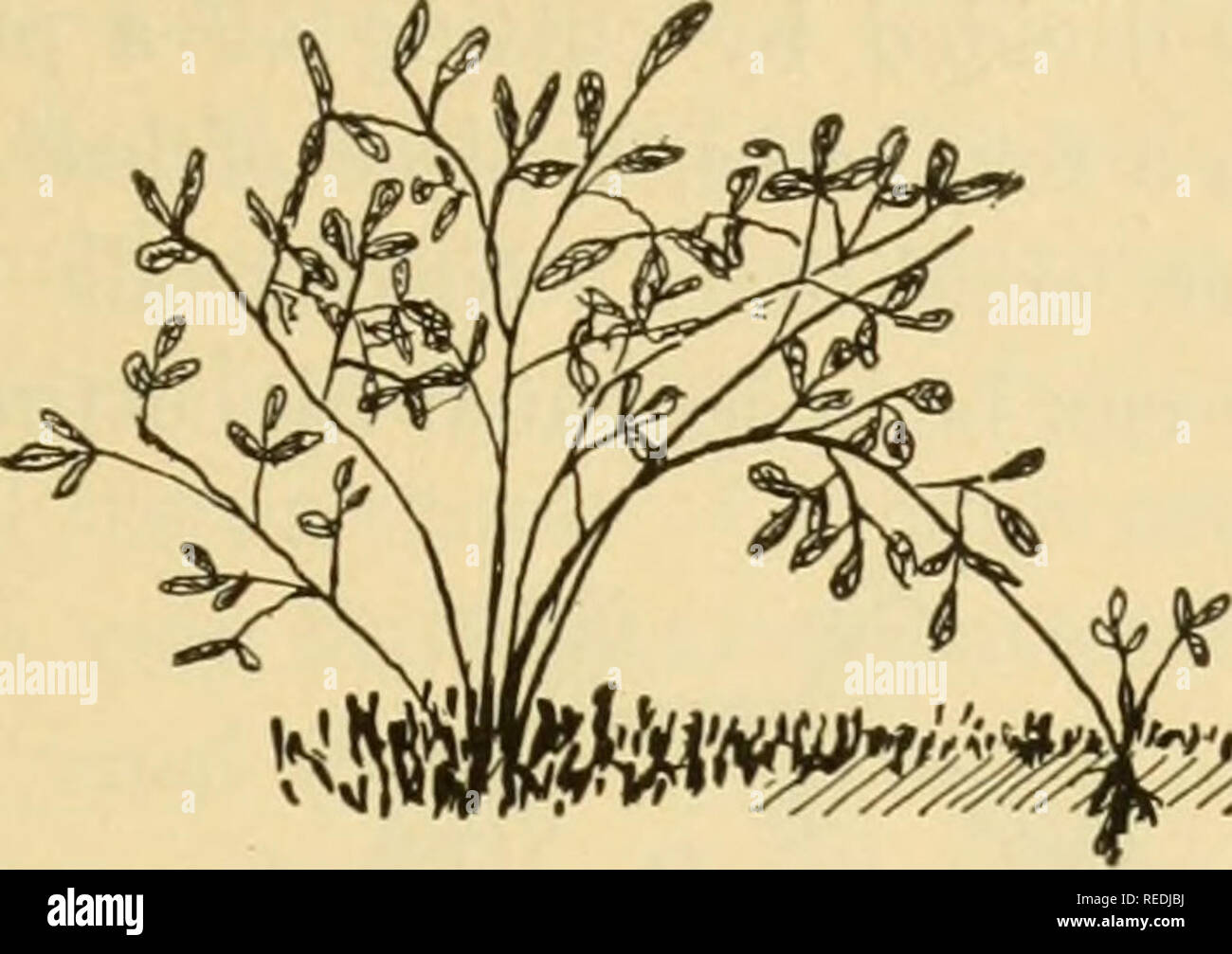 Bent over stems hi-res stock photography and images - Alamy