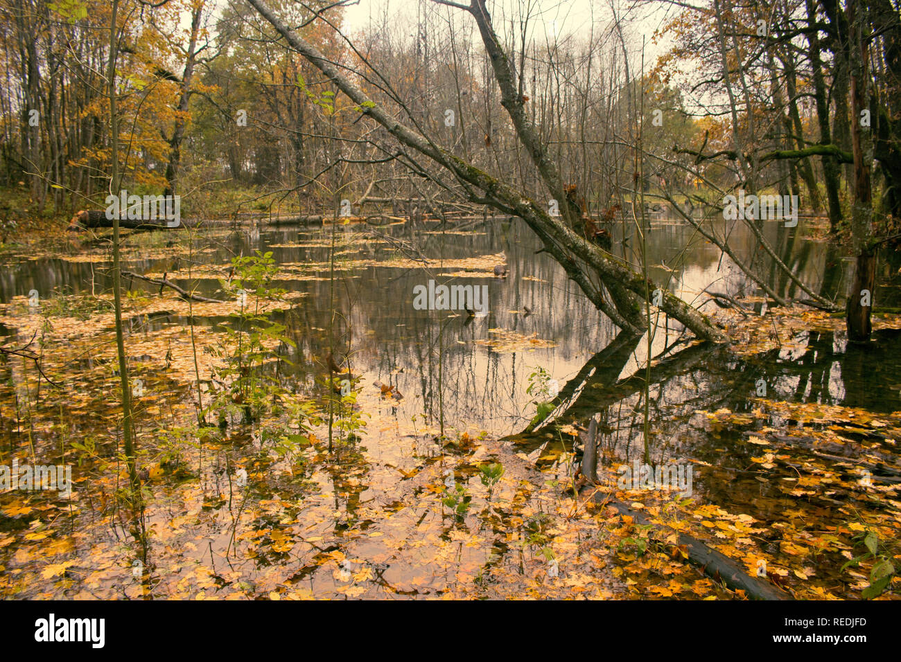 Abandoned old Park with a pond, deck, streams, ancient trees, garden ...