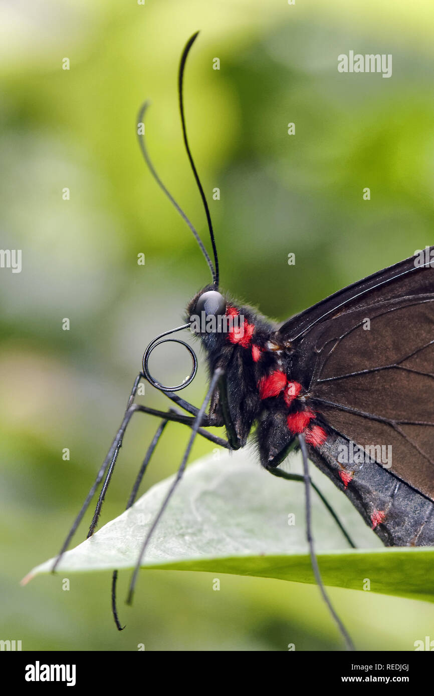 Iphidamas cattleheart butterfly - Parides iphidamas Stock Photo - Alamy