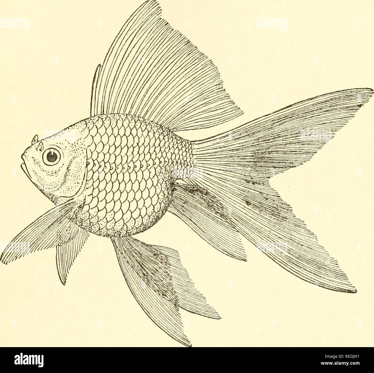 . The complete aquarium book; the care and breeding of goldfish and ...