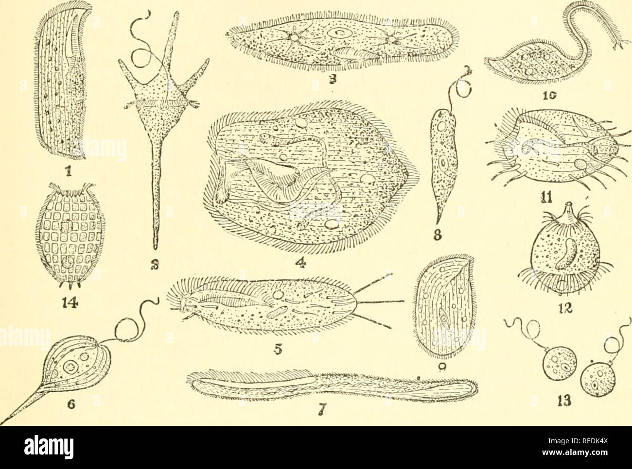 . The complete aquarium book; the care and breeding of goldfish and ...