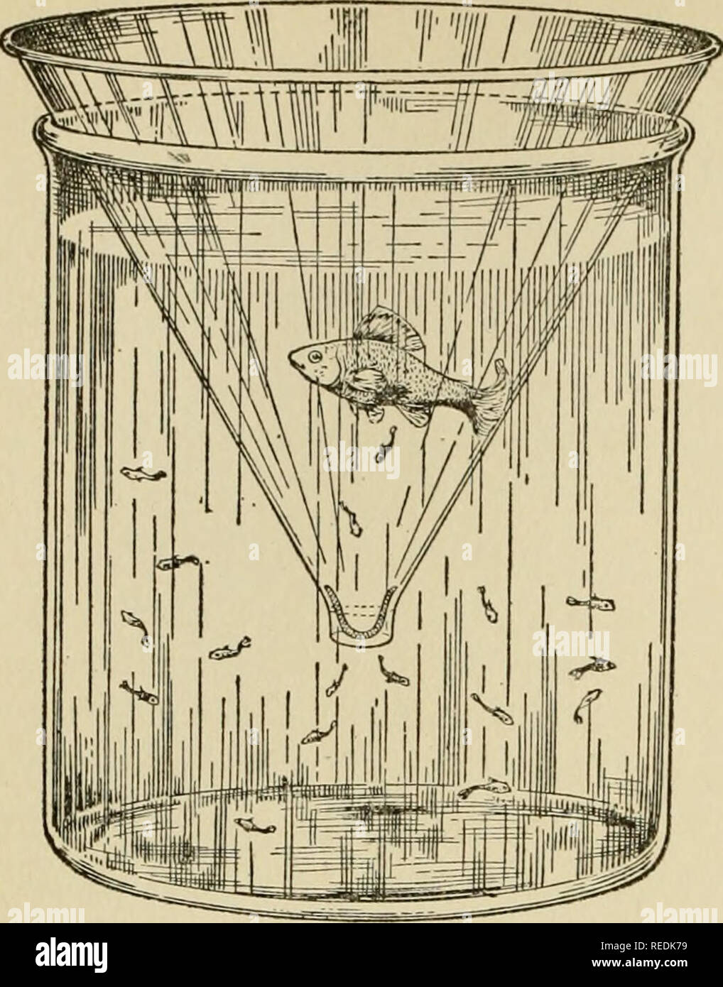 . The complete aquarium book; the care and breeding of goldfish and ...