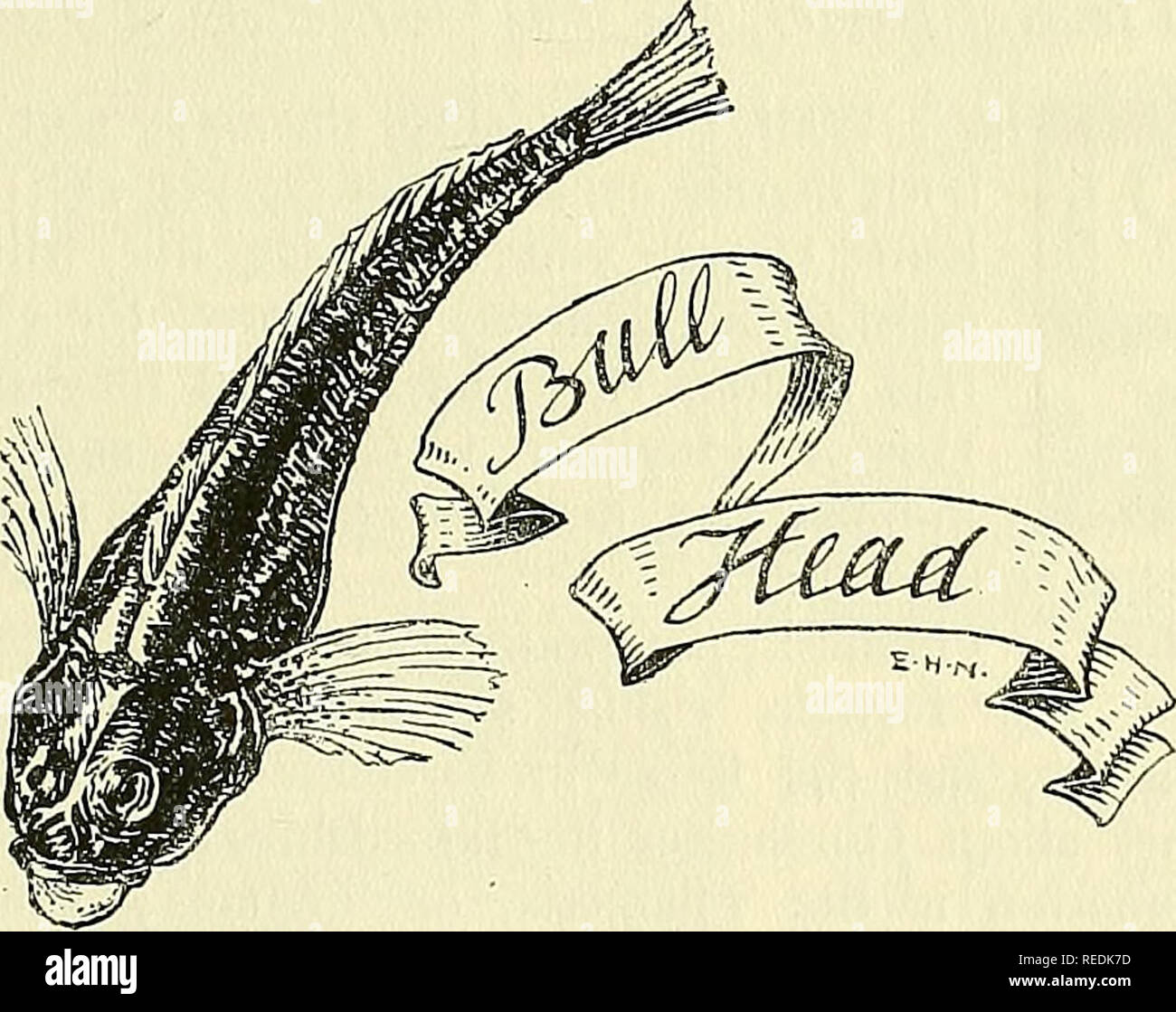 True loach hi-res stock photography and images - Alamy