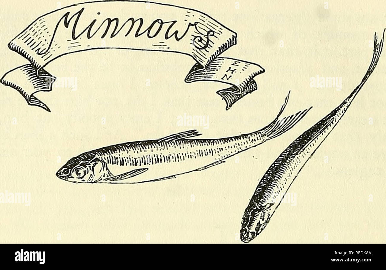 S s minnow hi-res stock photography and images - Alamy