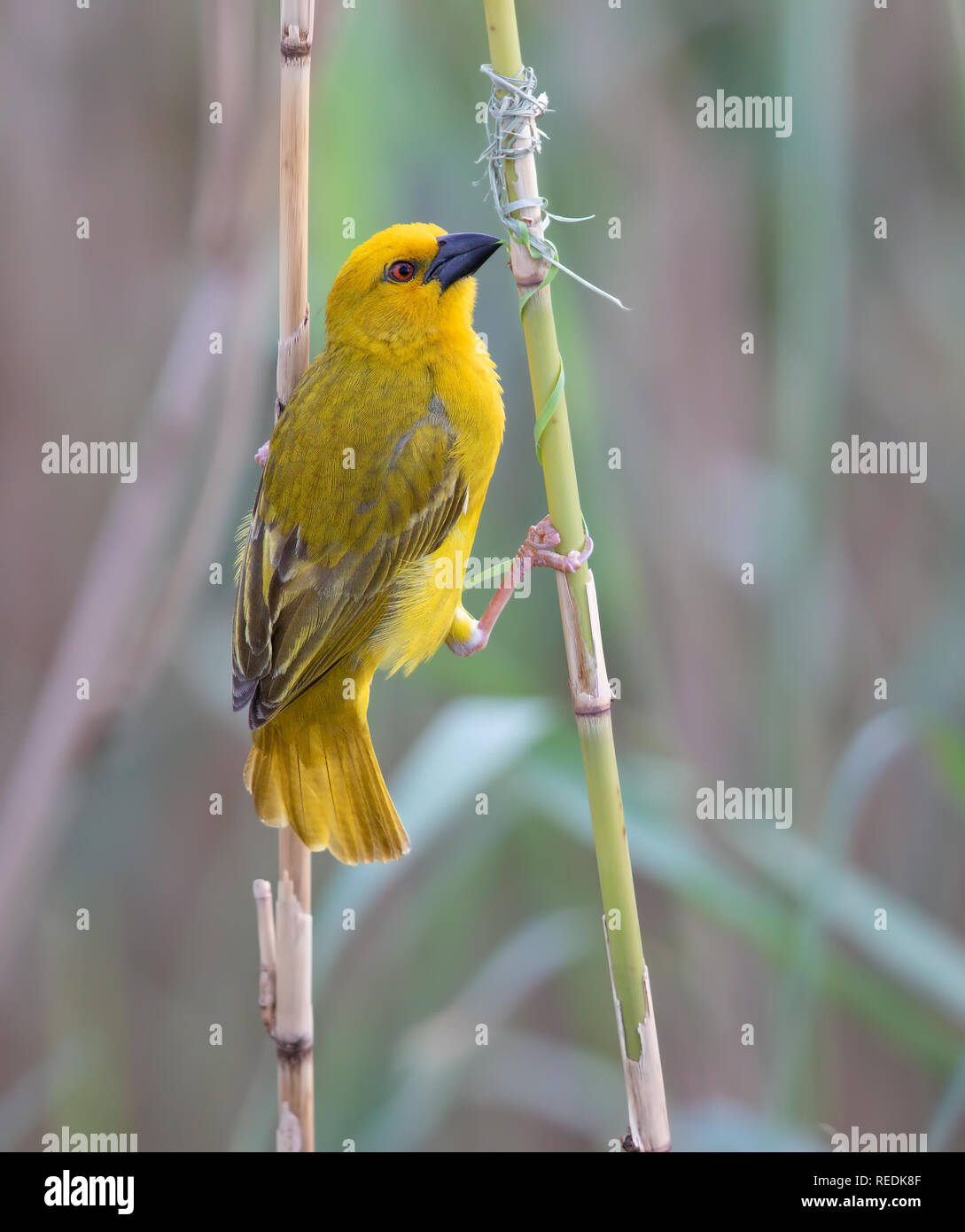 Yellow weaver hi-res stock photography and images - Alamy
