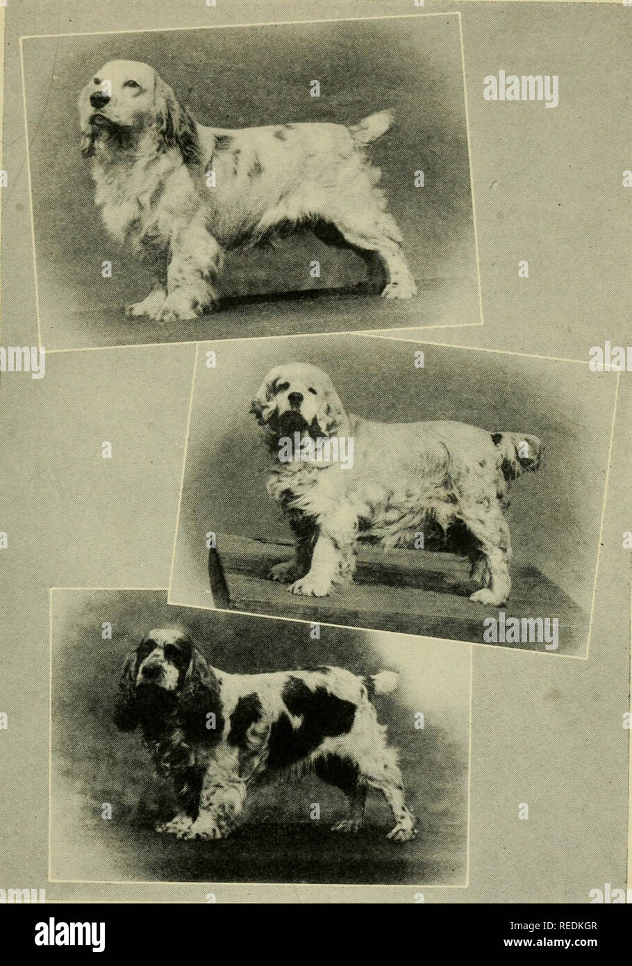 Dog bingo hi-res stock photography and images - Alamy