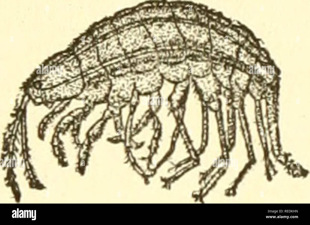 Pátina pterodina hi-res stock photography and images - Alamy