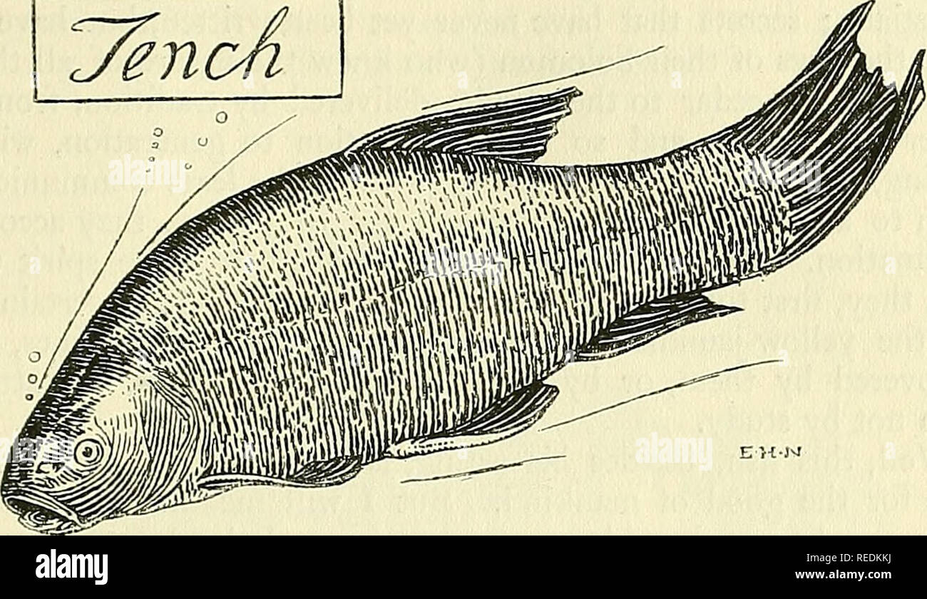 Tench illustrations hi-res stock photography and images - Alamy