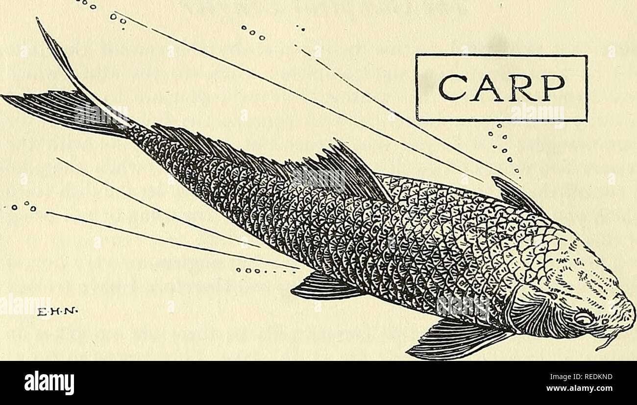 Carp queen hi-res stock photography and images - Alamy