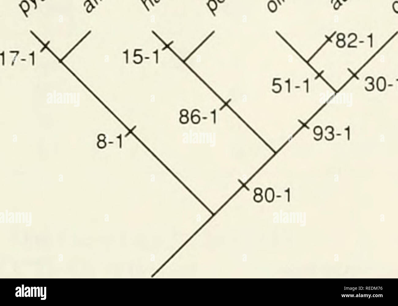 Cladistic diagram hi-res stock photography and images - Alamy