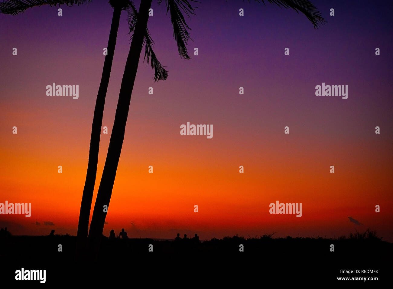 spectacular sunset under a palm tree Stock Photo - Alamy