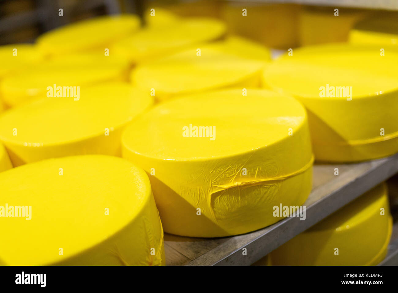 Big heads of fresh yellow cheese isolated on cheese warehouse Stock ...