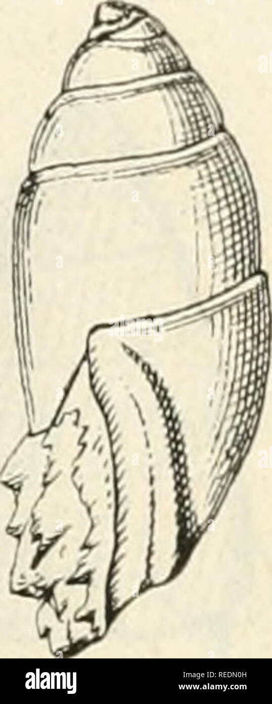 Amphidromus hi-res stock photography and images - Alamy