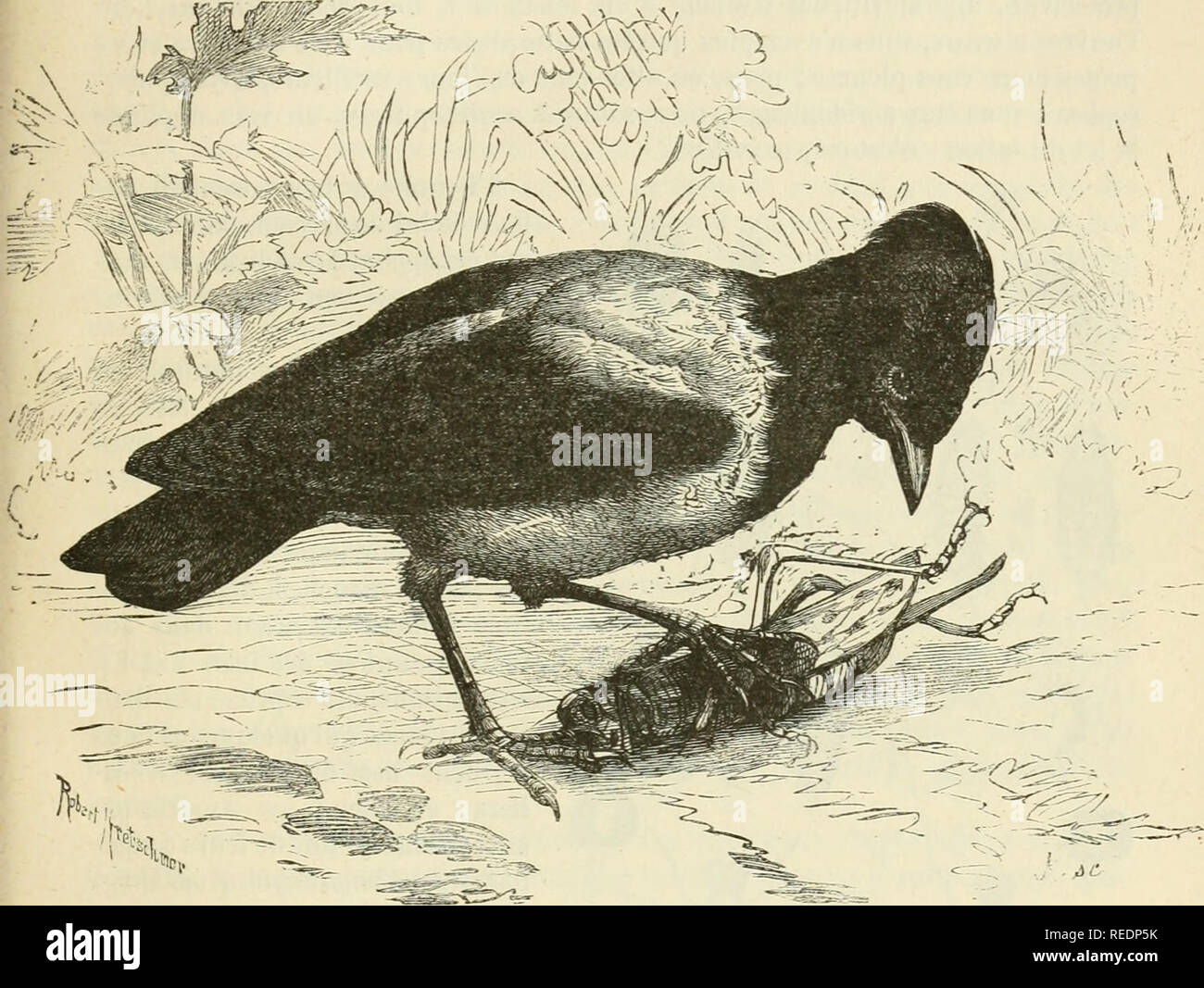 . Compte rendu. Science; Science -- Congresses. JULES Kl'NCKEL D ...