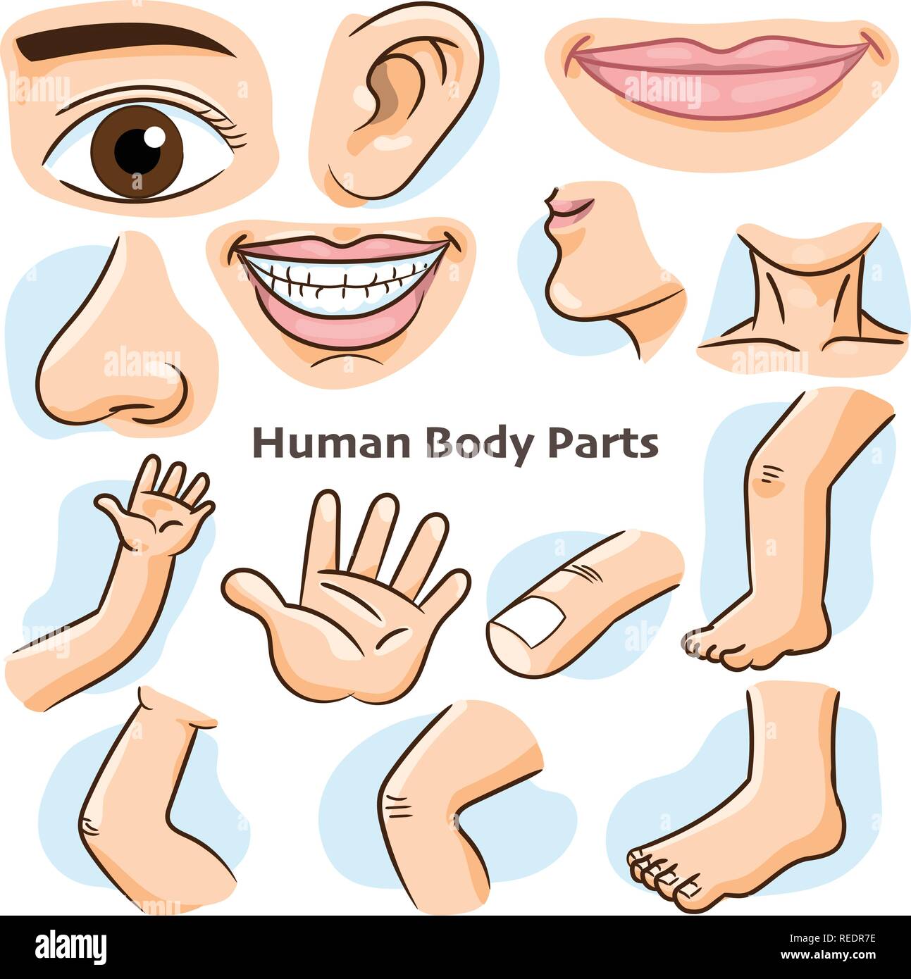 Human Body Parts Different Parts Of The Body For Teaching Body 