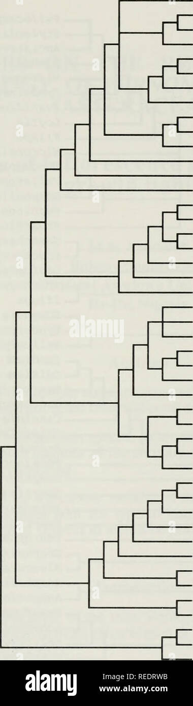 Lawrencella hi-res stock photography and images - Alamy