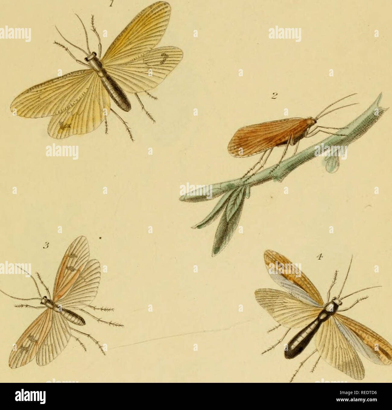 . The complete writings of Thomas Say on the entomology of North ...