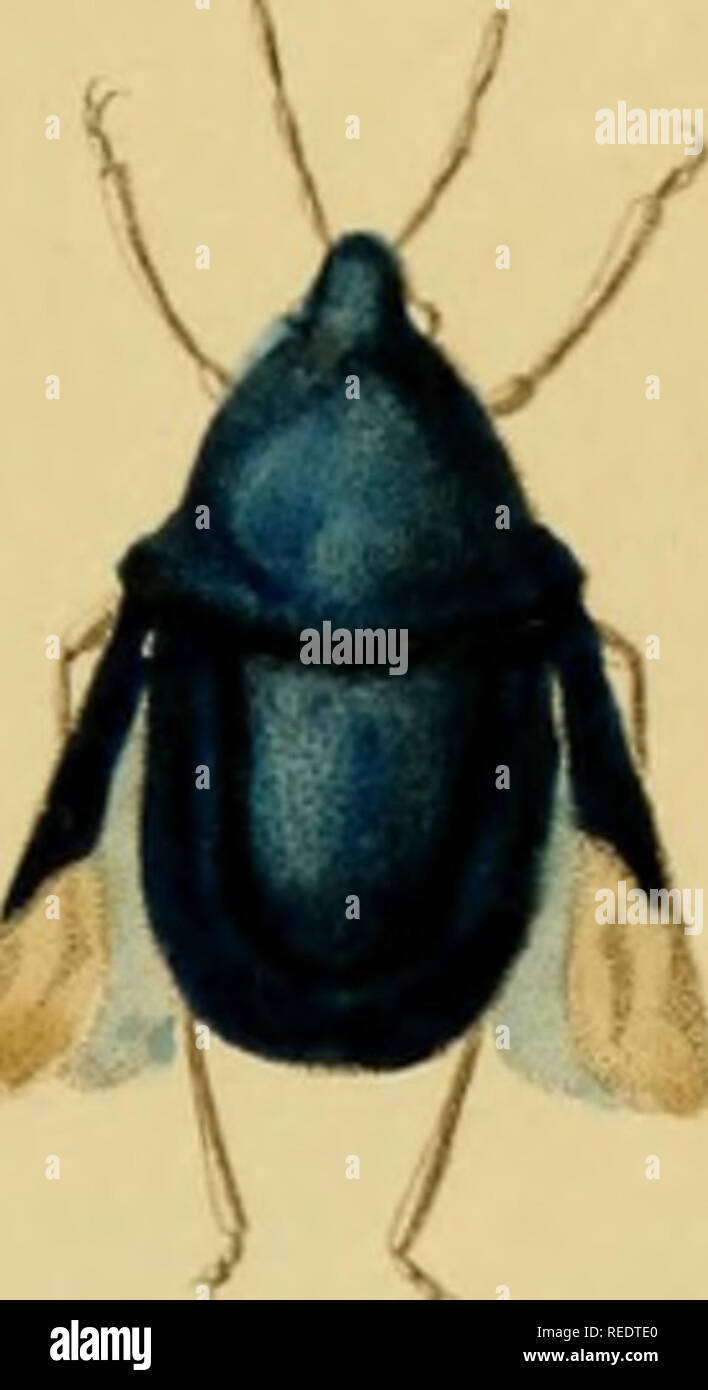 . The complete writings of Thomas Say on the entomology of North ...