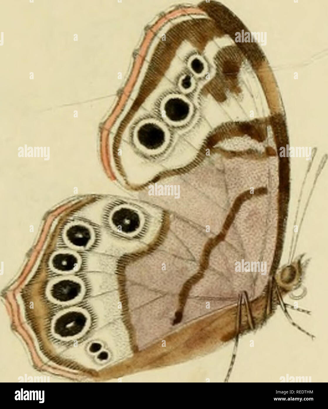 . The complete writings of Thomas Say on the entomology of North ...