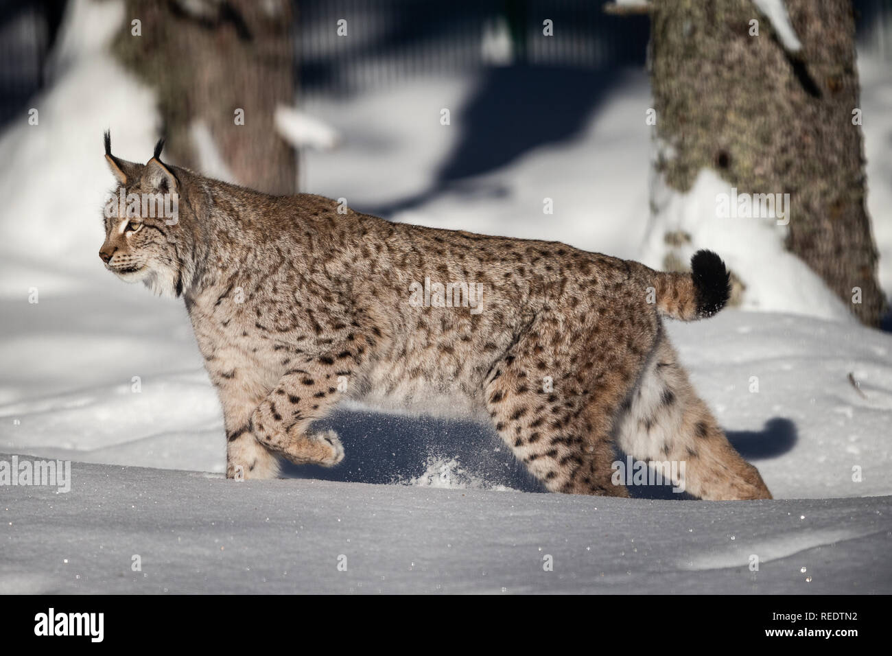 An Eurasian lynx (Lynx lynx) is seen in the Bohemian Forest (Sumava ...