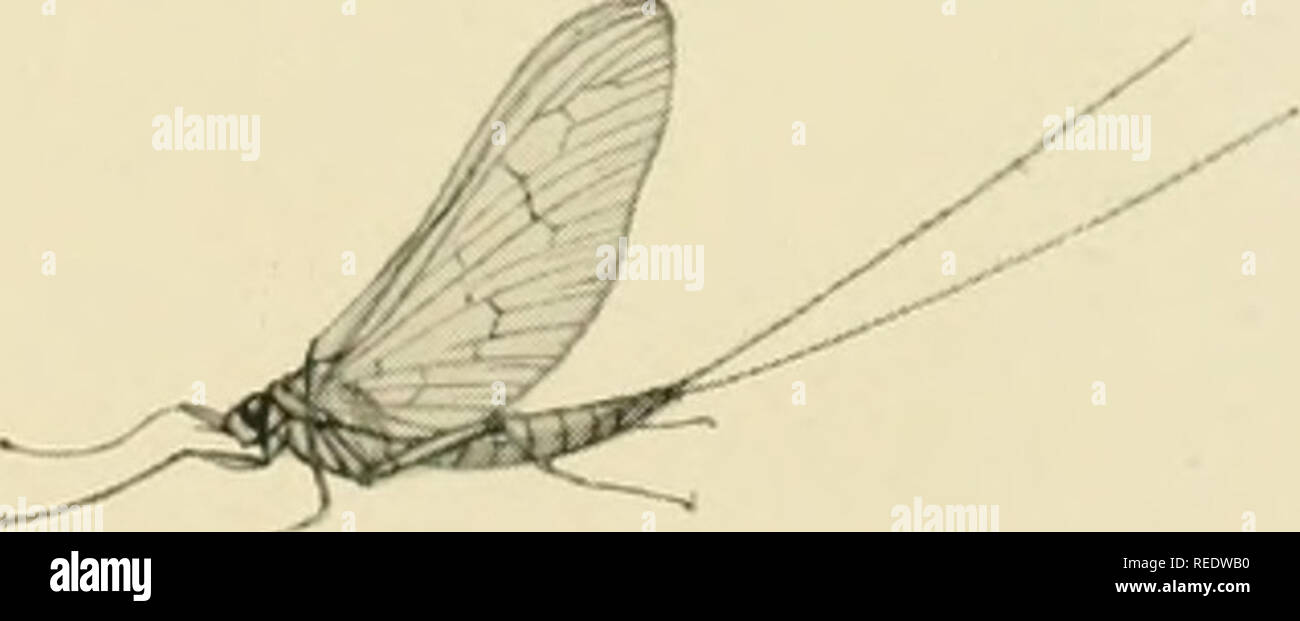 . The complete science of fly fishing and spinning. Fly-casting. [from ...