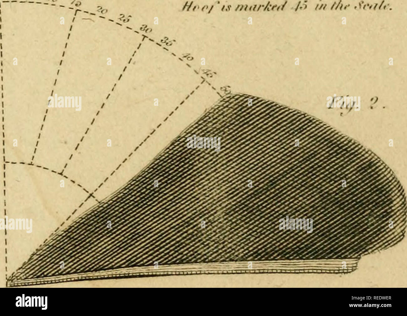Foot anatomy hi hi-res stock photography and images - Alamy