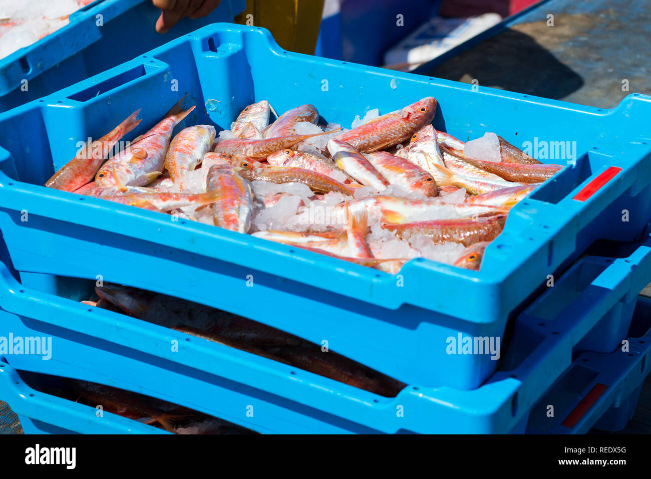 Container of fish hi-res stock photography and images - Alamy