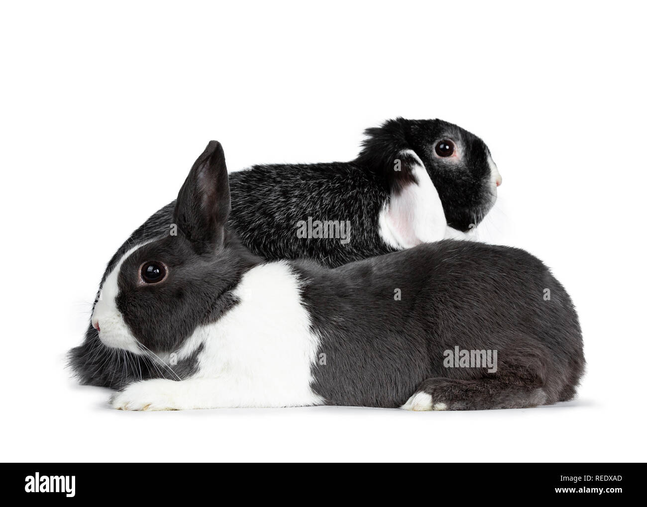Black Rabbit And White Rabbits Stock Photos & Black Rabbit And White ...