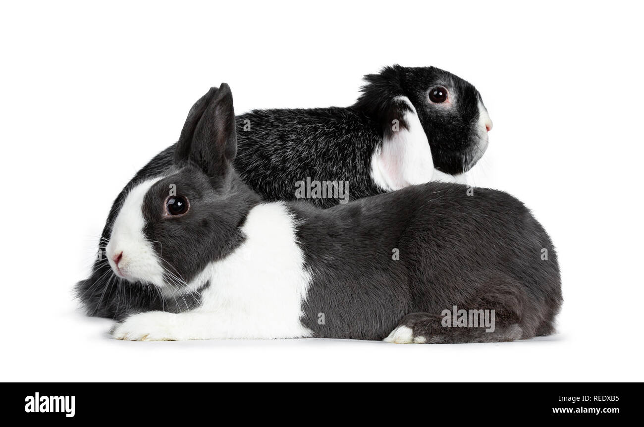 Cute female grey with white European rabbit and brave male black with ...