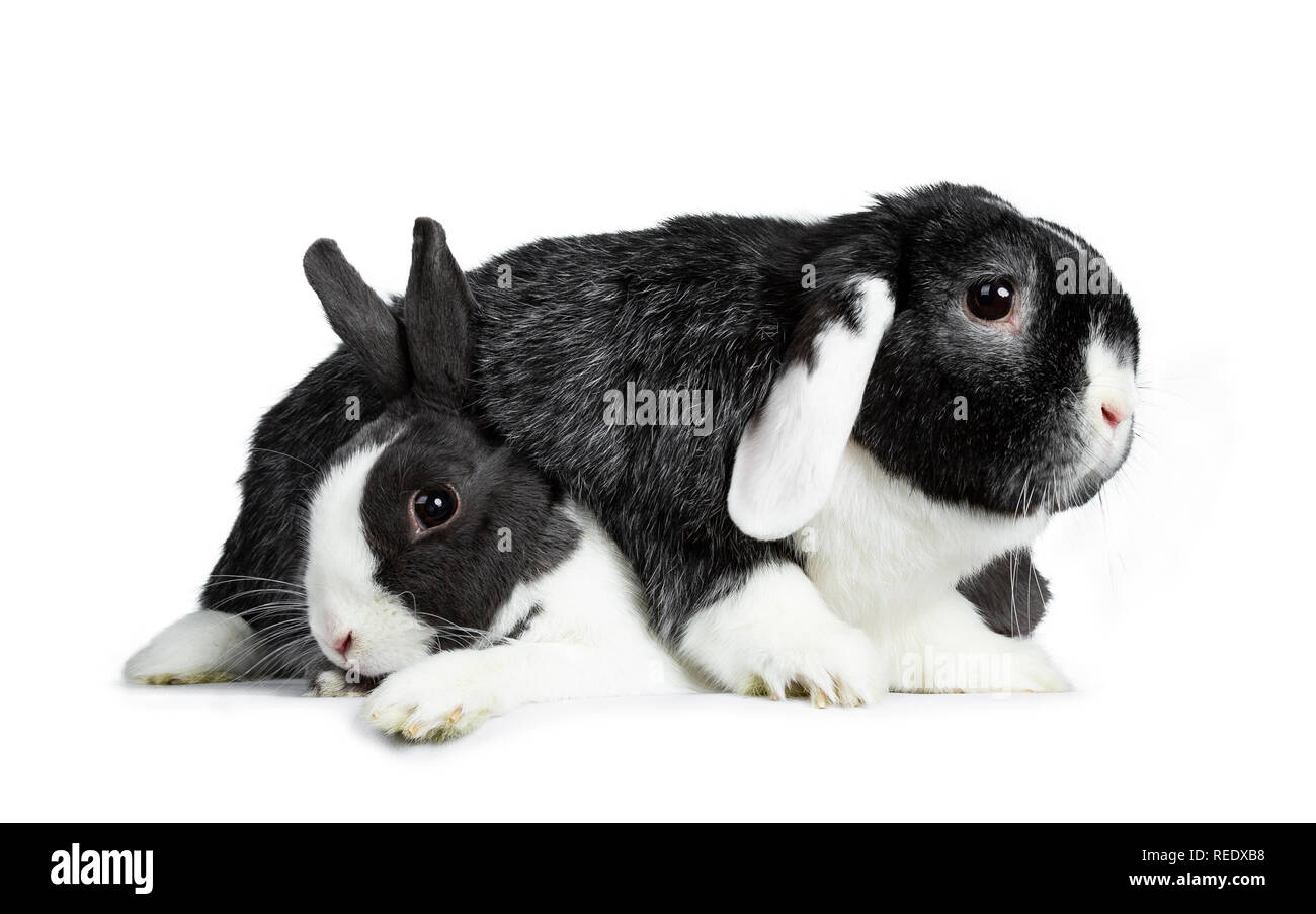 Cute female grey with white European rabbit and brave male black with ...