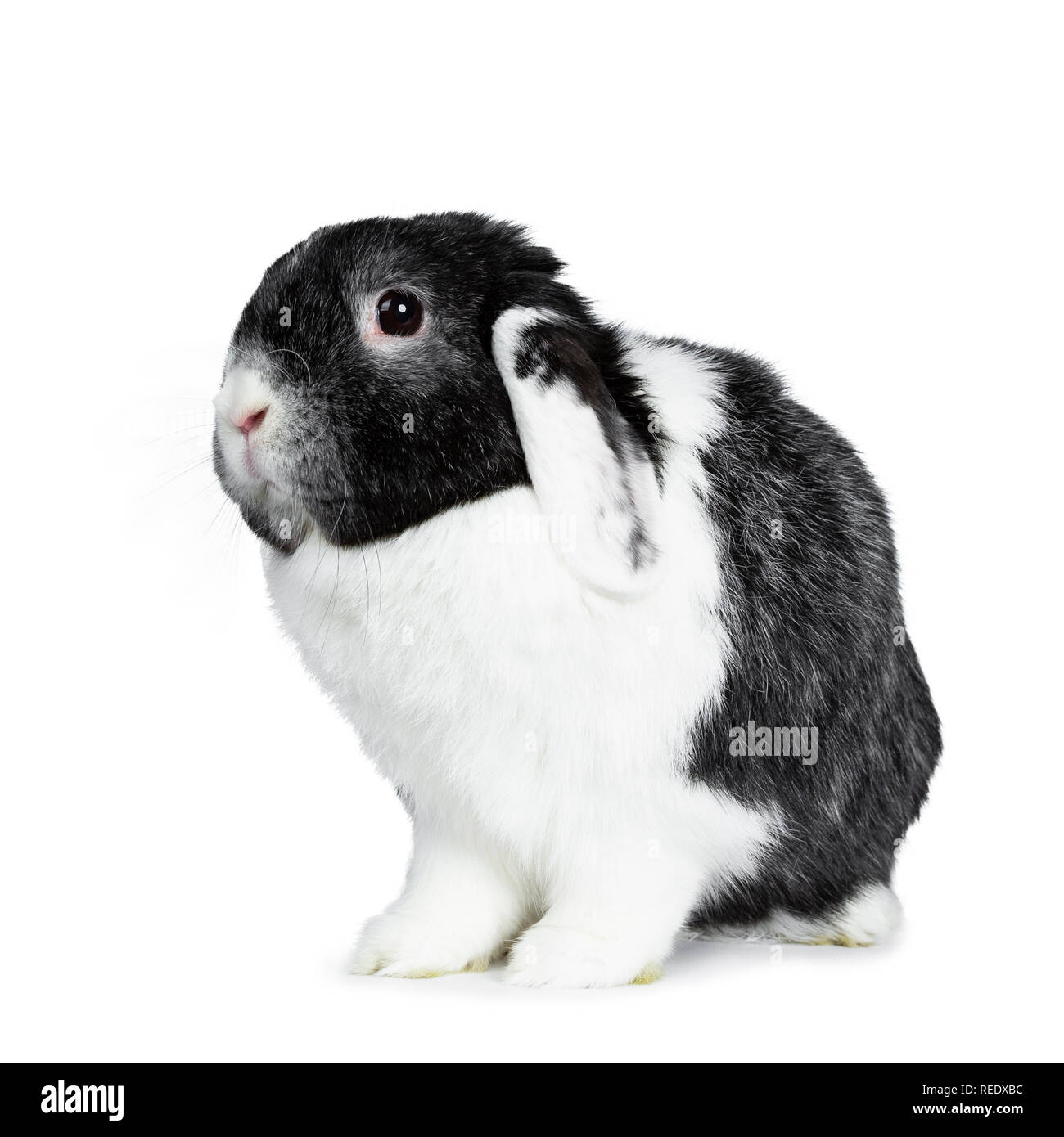Front Facing Rabbit High Resolution Stock Photography and Images - Alamy