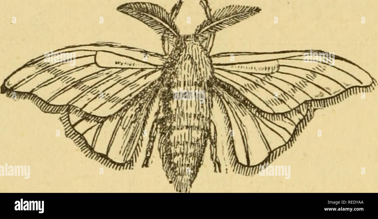 Four oclock moth hi-res stock photography and images - Alamy