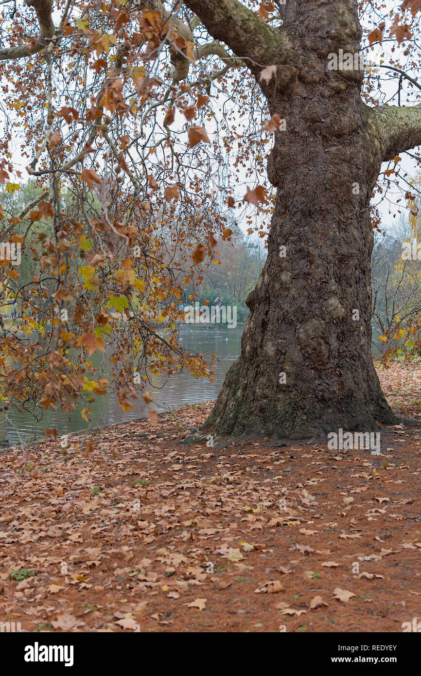Old sycamore tree in misty autumn morning in St. James Park of London ...