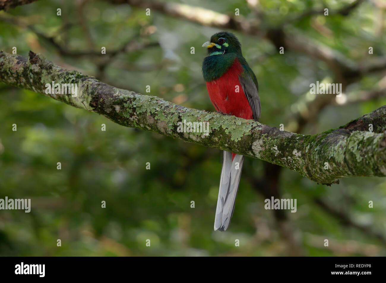 Isimangaliso narina trogon hi-res stock photography and images - Alamy