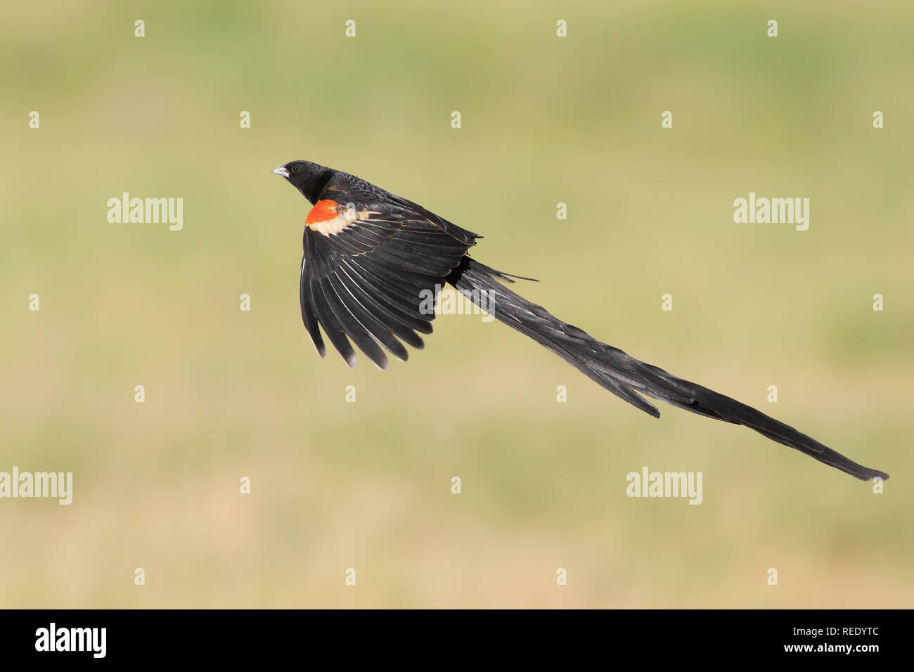 Long tailed widowbird hi-res stock photography and images - Alamy