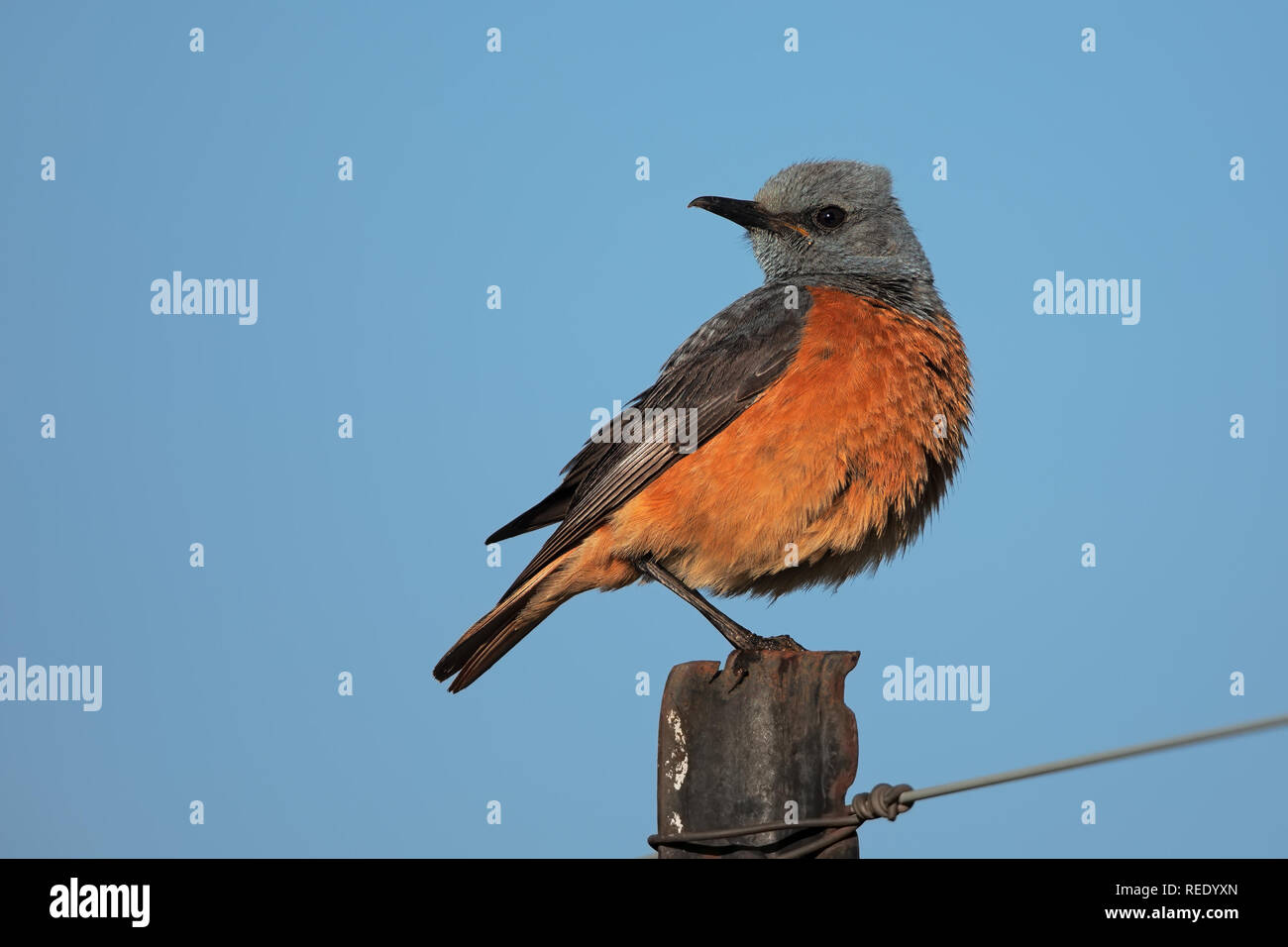 Cape thrush hi-res stock photography and images - Alamy