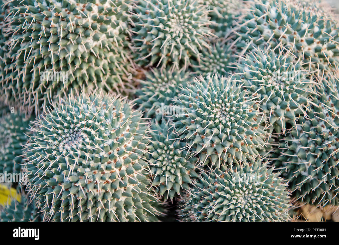 cactus flower of big green plant with spiky thorns as natural ...