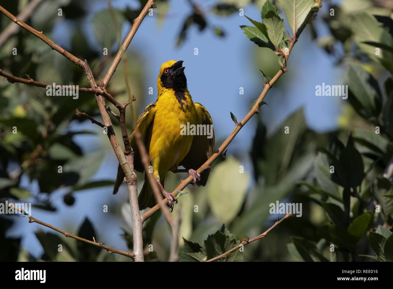 Bird streaked weaver ploceus hi-res stock photography and images - Alamy