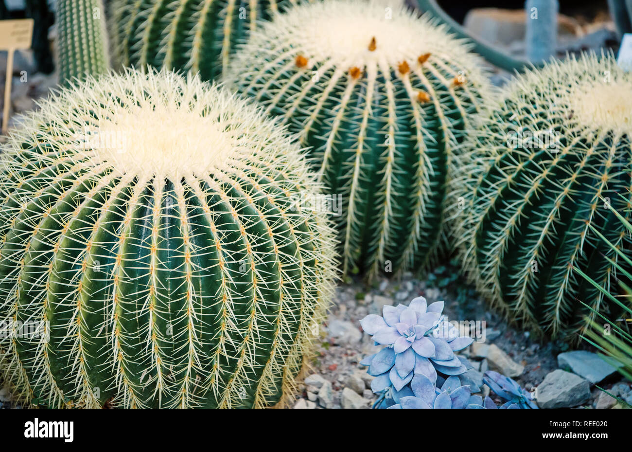cactus flower of big round green plant with spiky thorns as natural ...