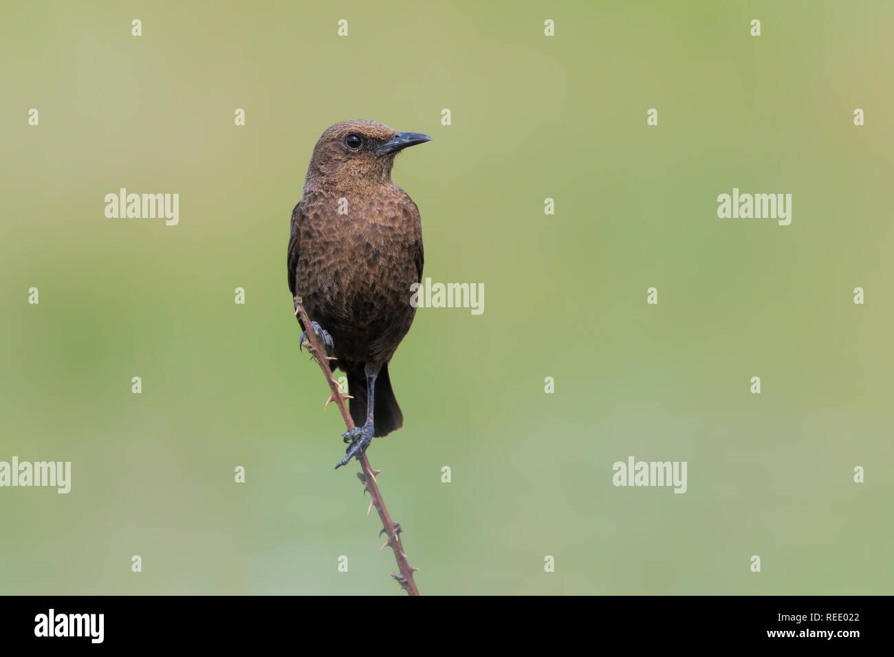 Southern ant hi-res stock photography and images - Alamy