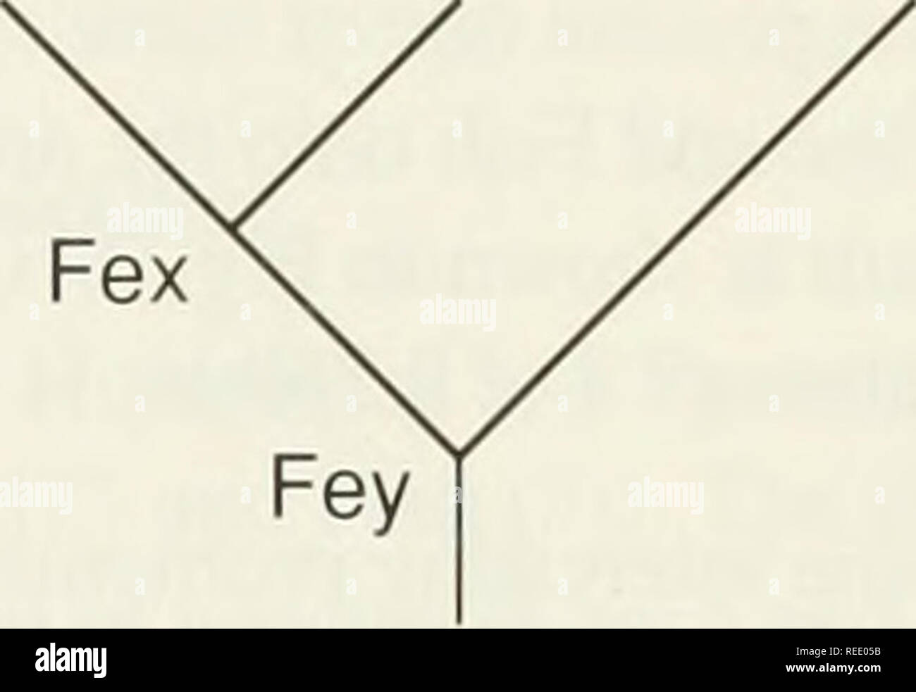. The Compleat cladist : a primer of phylogenetic procedures. Cladistic ...